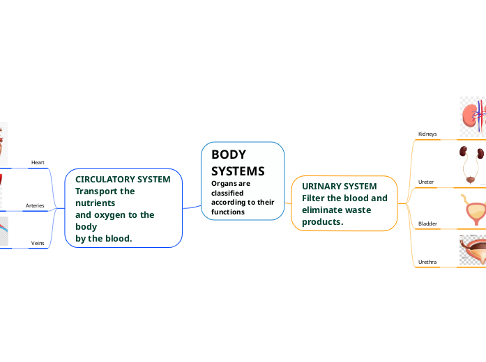 BODY SYSTEMS Organs are classified accordi...- Mind Map