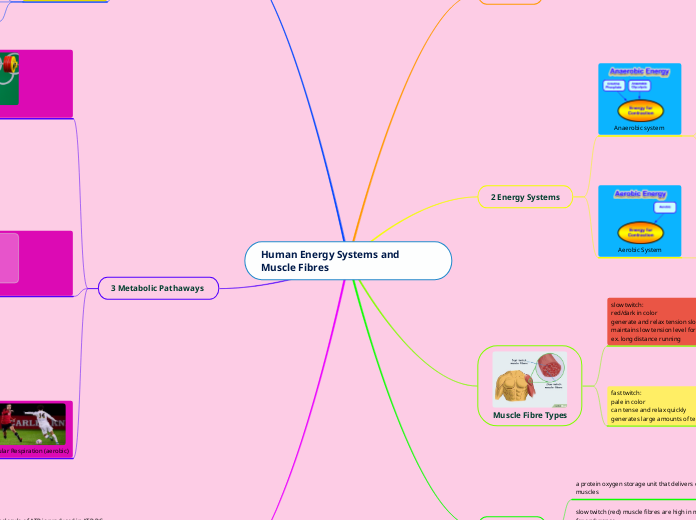 Human Energy Systems and Muscle Fibres - Mind Map