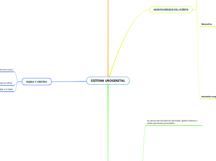 SISTEMA UROGENITAL - Mind Map