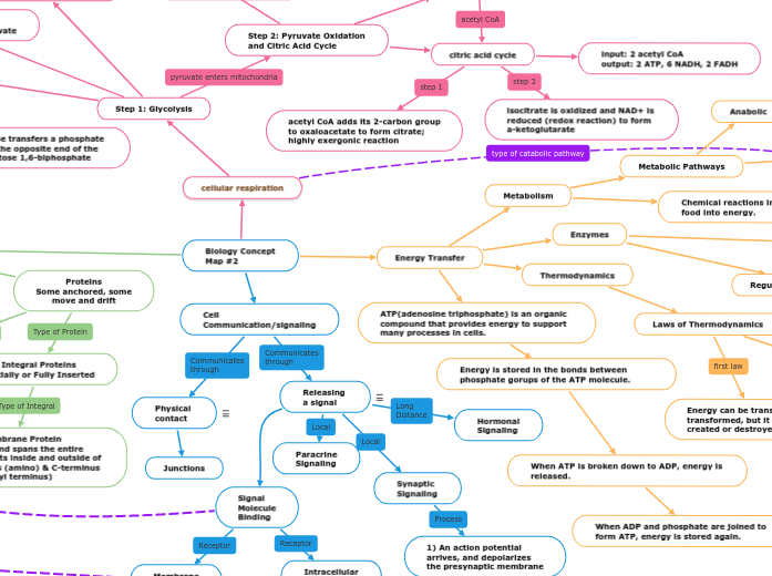 Biology Concept Map #2 - Mind Map