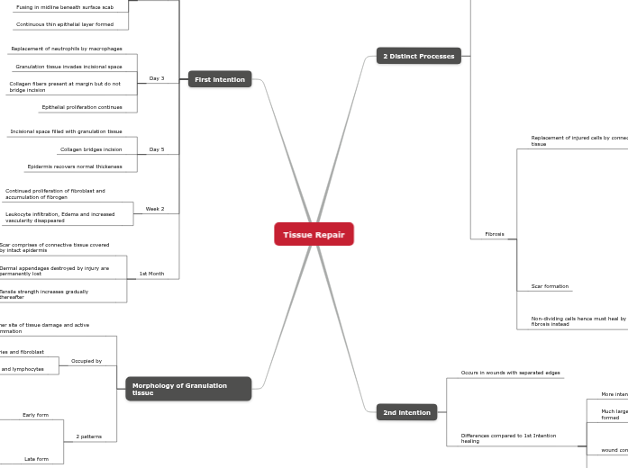 Tissue Repair - Mind Map