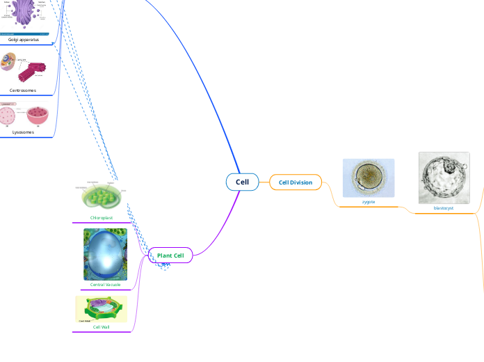 Lucas's Mindmap on cells - Mind Map