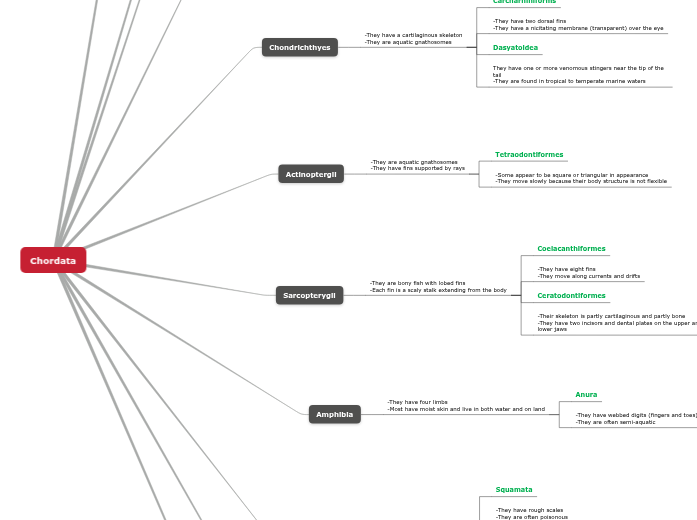 Vertebrates: Phylogenetic Tree - Mind Map