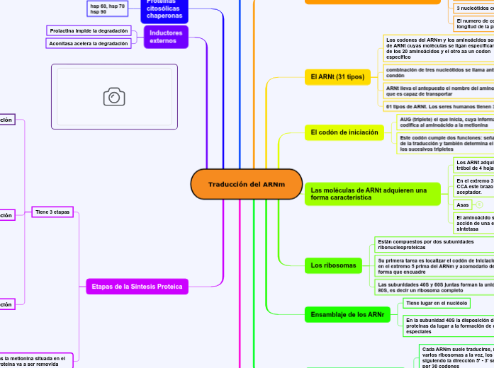 Traducción del ARNm - Mind Map