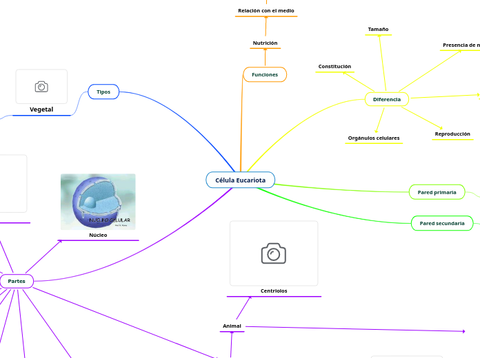 Célula Eucariota - Mind Map
