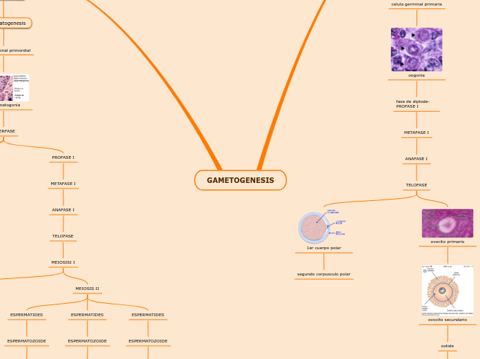 GAMETOGENESIS - Mind Map