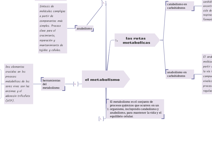 el metabolismo - Mind Map