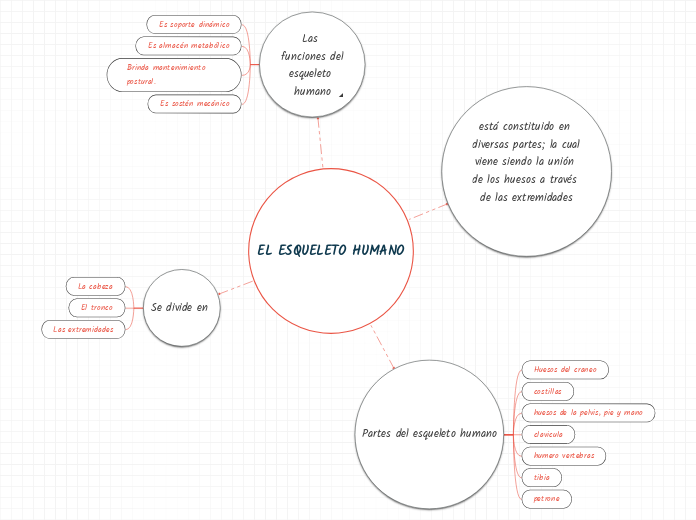 EL ESQUELETO HUMANO - Mind Map
