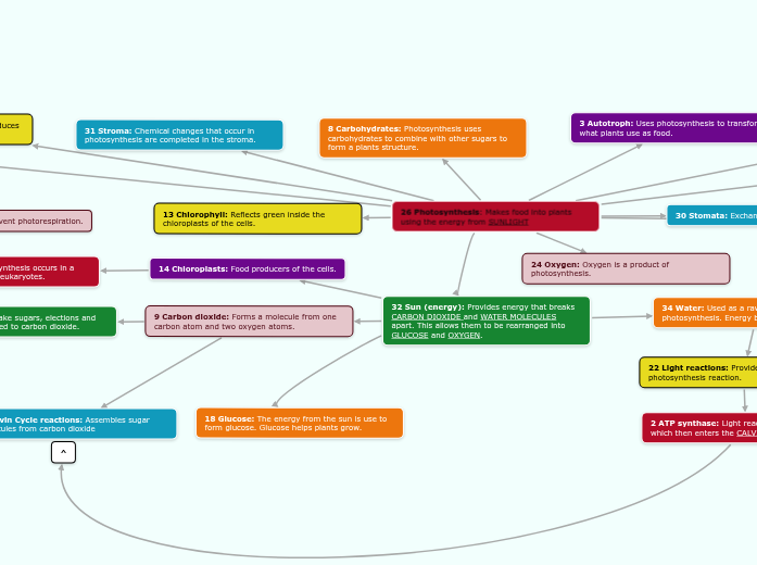 26 Photosynthesis: Makes food into plants ...- Mind Map