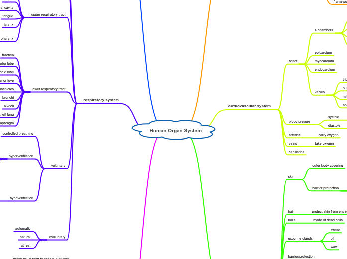 Human Organ System - Mind Map