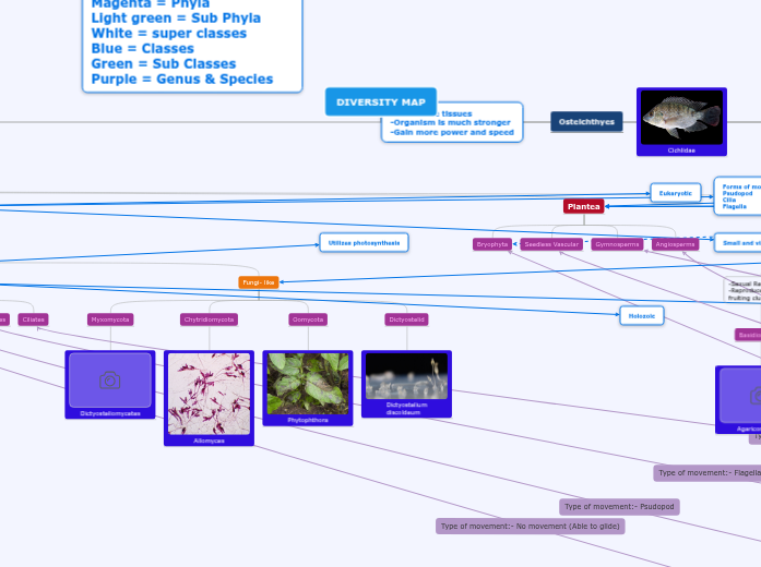 DIVERSITY MAP - Mind Map