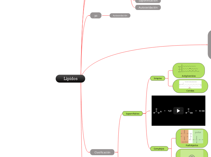 Lipidos - Mind Map