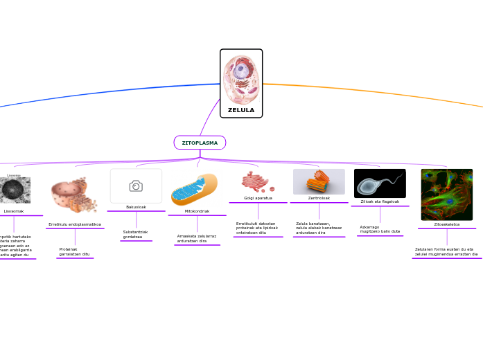 ZELULA - Mind Map