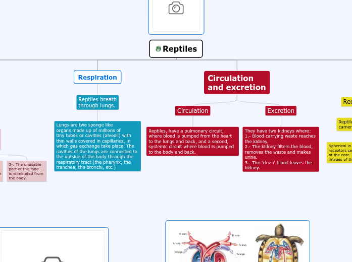 Reptiles - Mind Map