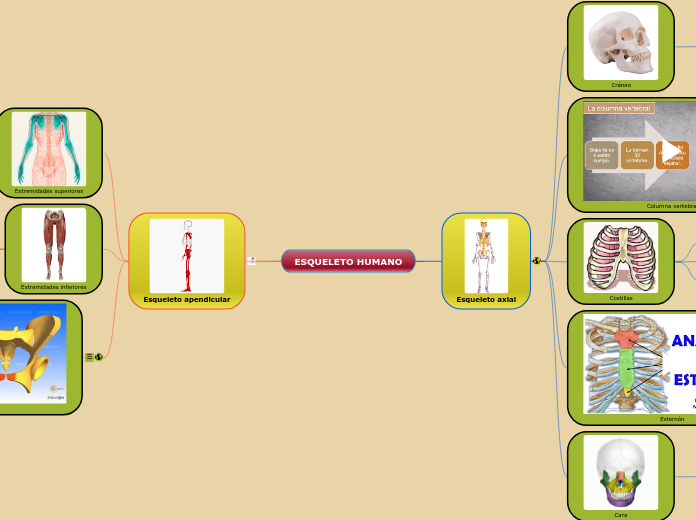 ESQUELETO HUMANO - Mind Map