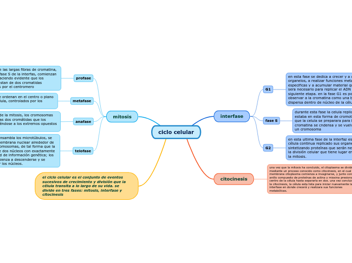 ciclo celular - Mind Map