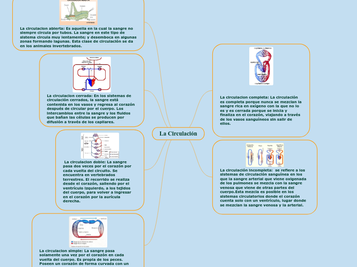 La Circulación - Mind Map