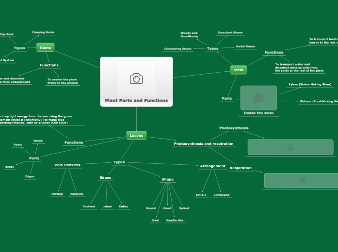 Plant Parts and Functions - Mind Map