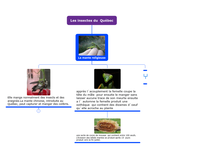 Les insectes du Québec - Mind Map