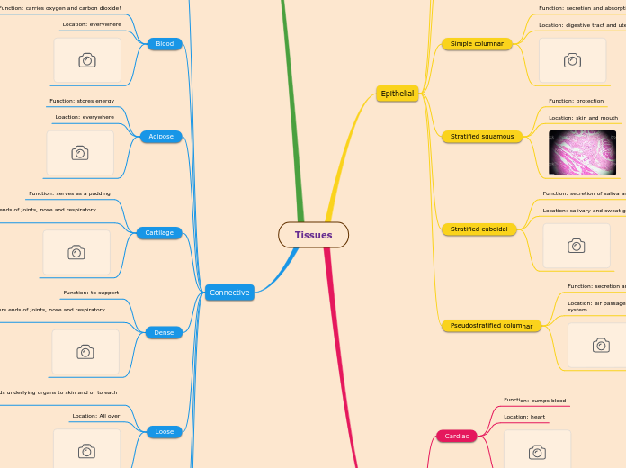 Tissues - Mind Map