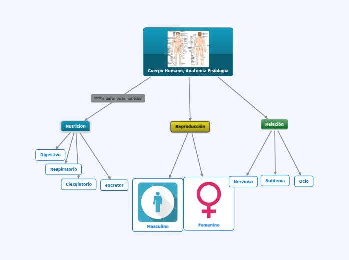 Cuerpo Humano, Anatomía Fisiología - Mind Map
