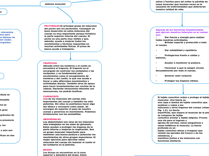 sistema muscular - Mind Map