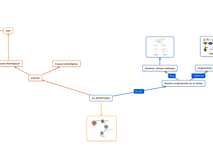 LA APOPTOSIS - Mind Map