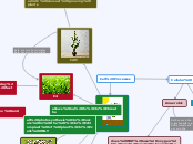Cell Processes - Concept Map
