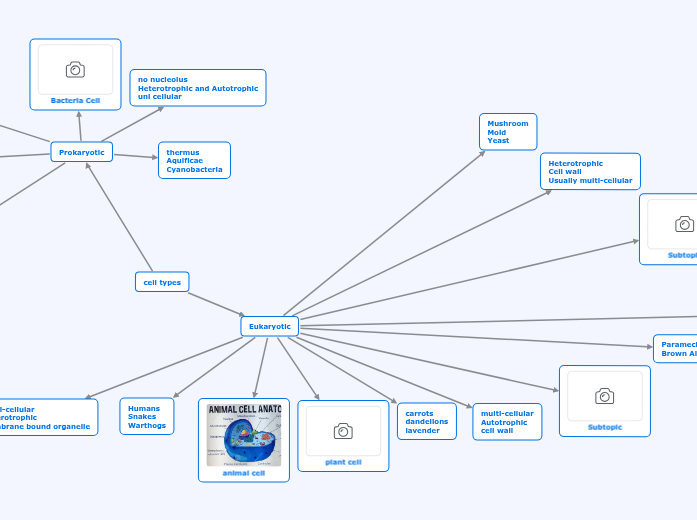 cell types - Mind Map