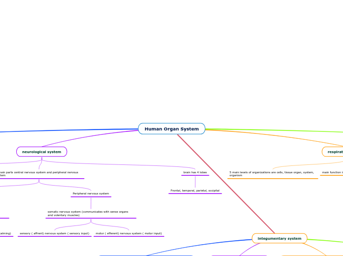 Human Organ System - Mind Map