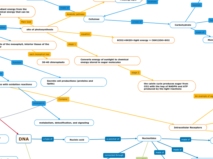 The Cells - Mind Map