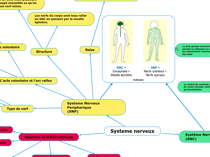 Systeme nerveux - Mind Map