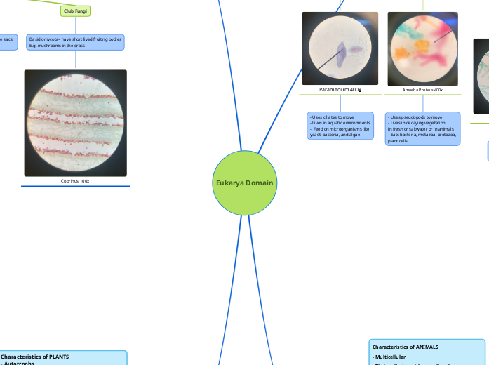 Eukarya Domain - Mind Map