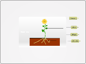 Plant Dele - Mind Map