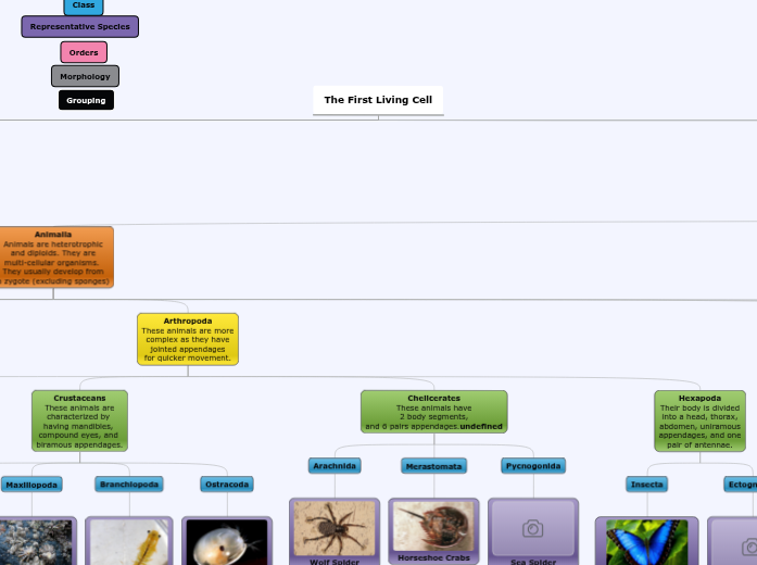 Diversity Map - Mind Map