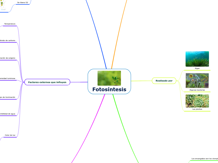 Fotosíntesis - Mind Map