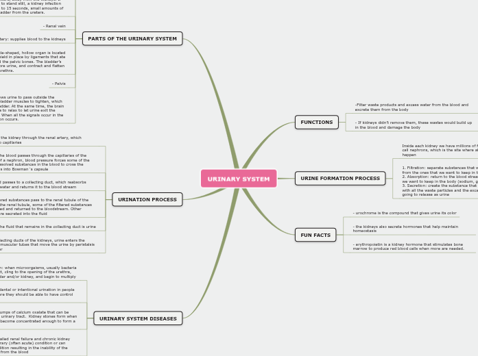Urinary System Map