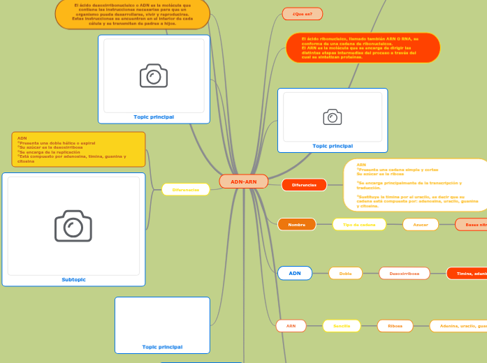 ADN-ARN - Mind Map