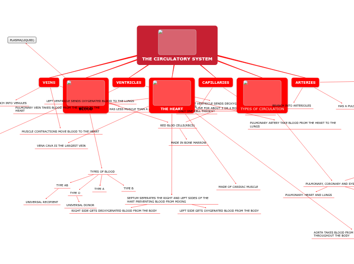 THE CIRCULATORY SYSTEM - Mind Map