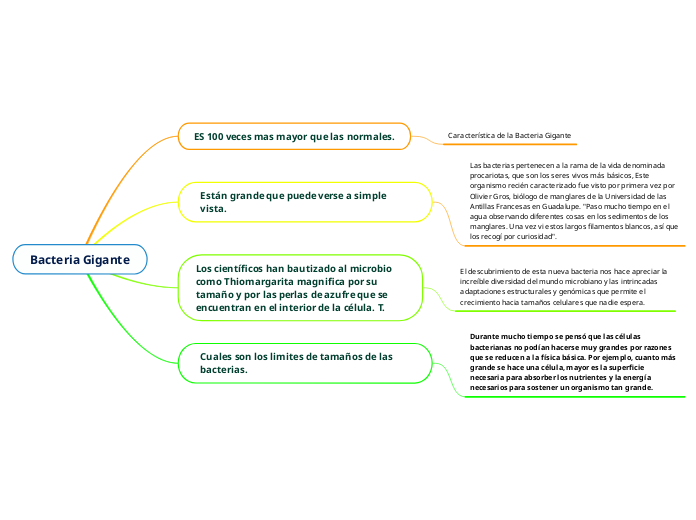 Bacteria Gigante - Mind Map