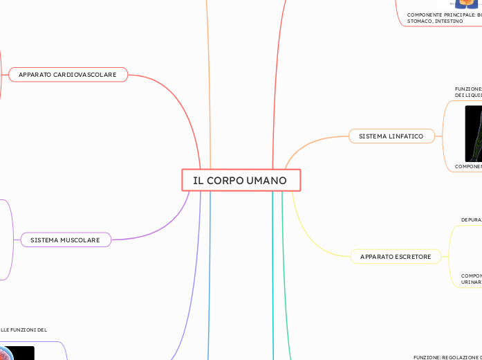 IL CORPO UMANO | Mappa mentale Mindomo