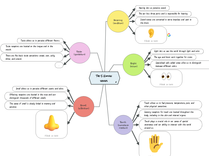 The 5 Human senses - Mind Map