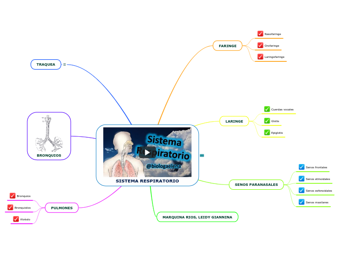 SISTEMA RESPIRATORIO - Mind Map