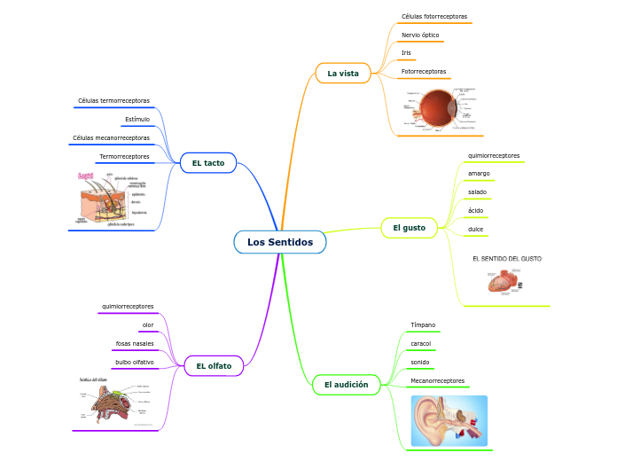 Los Sentidos - Mind Map