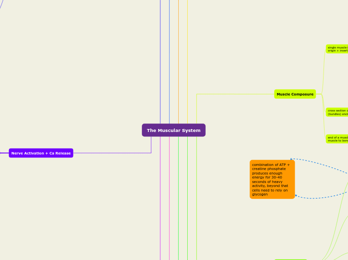 The Muscular System - Mind Map