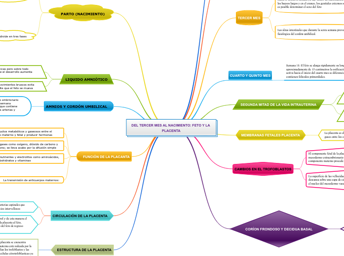 DEL TERCER MES AL NACIMIENTO: FETO Y LA PL...- Mind Map