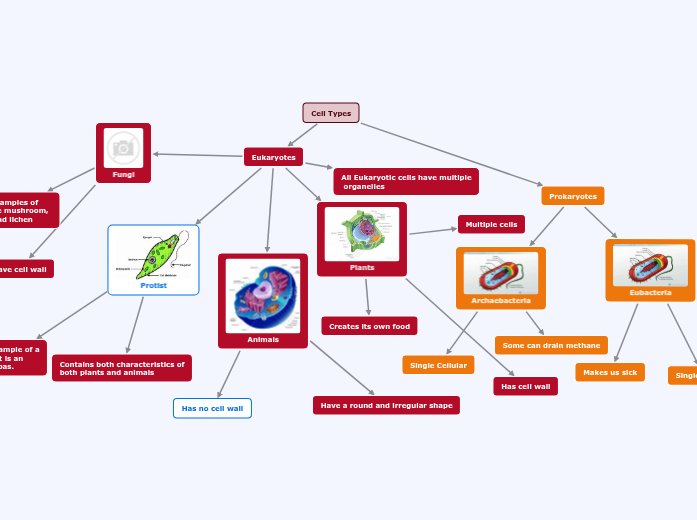 Cell Types - Concept Map