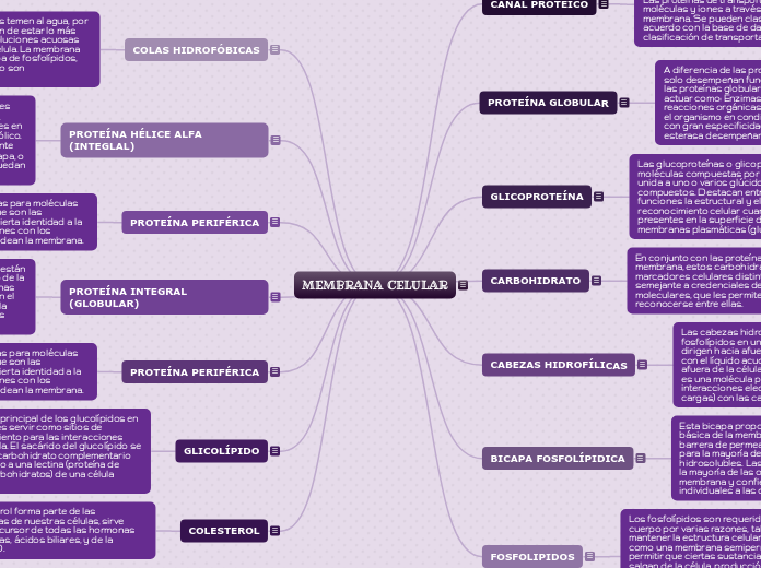 MEMBRANA CELULAR - Mind Map