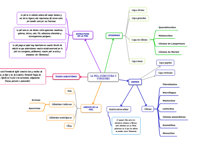 LA PIEL: ESTRUCTURA Y FUNCIONES - Mind Map