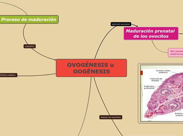 OVOGÉNESIS u OOGÉNESIS - Mind Map